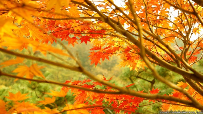 Awesome Bright Autumn Scenery Wallpaper1366x76861883 - Hd Fall ...