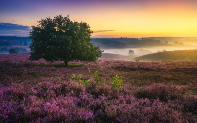 Netherlands Hills - 1920x1200 Wallpaper - teahub.io