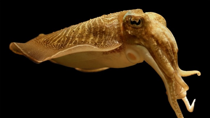 Cuttlefish Deep Sea - 3840x2160 Wallpaper - teahub.io