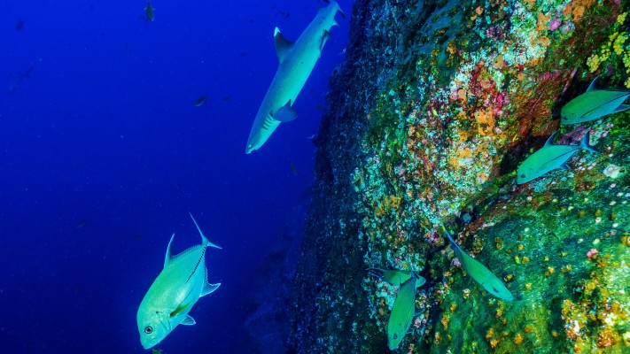 Fish In Sea 5k Wallpaper - Sea - 5120x2880 Wallpaper - teahub.io