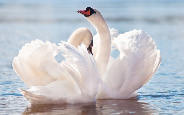 Full Hd Images Of Swan - 2560x1600 Wallpaper - teahub.io