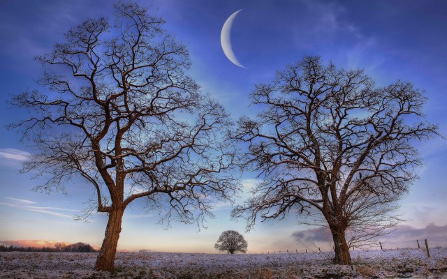 Arbres Sous La Lune - 2560x1600 Wallpaper - teahub.io