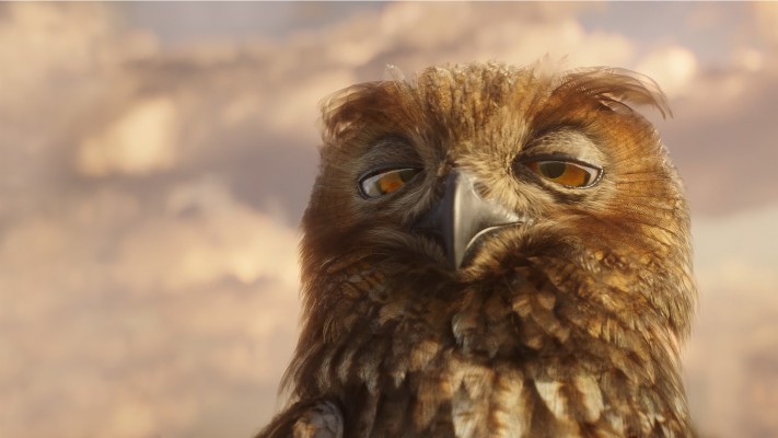 Wallpaper Penguin, Bird, Stone, Wildlife - Wallpaper - 2560x1600 ...