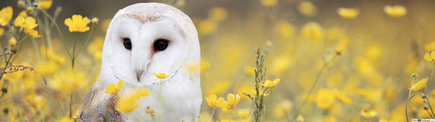 Barn Owl In Field - 3840x1080 Wallpaper - teahub.io