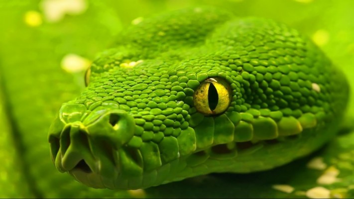 Python Snake Wallpaper - Yellow Black Python - 2880x1620 Wallpaper ...