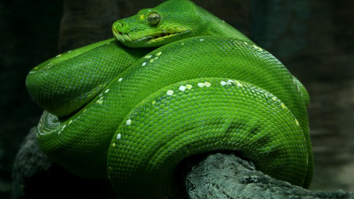 Green Python Snake Wallpaper - Green Tree Python Hd - 2080x1170 ...
