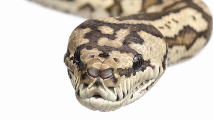 Download Yellow Python Snake - Teahub.io