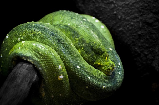 Download Yellow Python Snake - Teahub.io