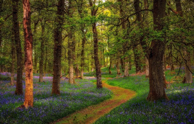 Photo Wallpaper Forest, Scotland, Scotland, Perthshire, - Forest ...