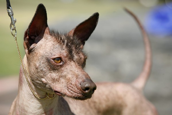 Mexican Hairless Dog - Dante Dog Breed - 2500x1667 Wallpaper - teahub.io