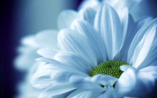 Beautiful White Flower Petals - 2560x1600 Wallpaper - teahub.io