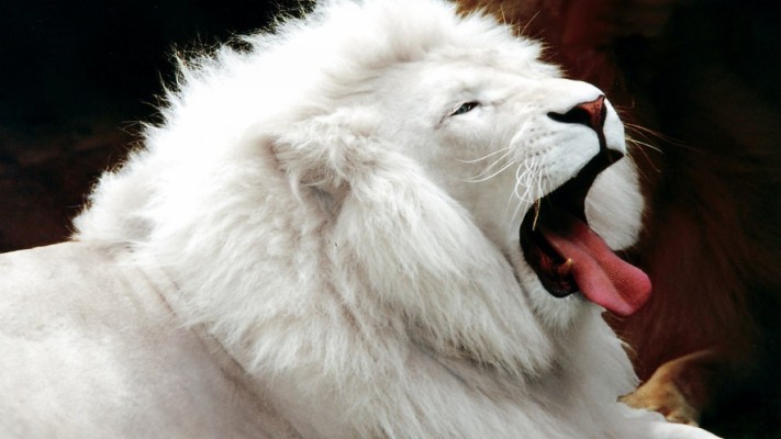 Beautiful White Lion - 1680x1050 Wallpaper - teahub.io