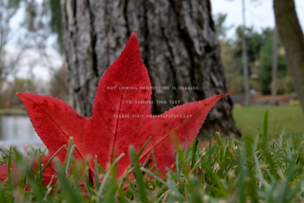 Autumn Macro Colors Red Leaf Pretty Nature - Maple Leaf - 3000x2000 ...