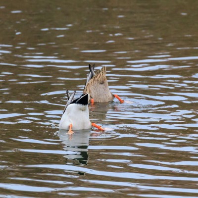 Duck Wallpaper - Animals With Bump On Head - 1680x1050 Wallpaper ...