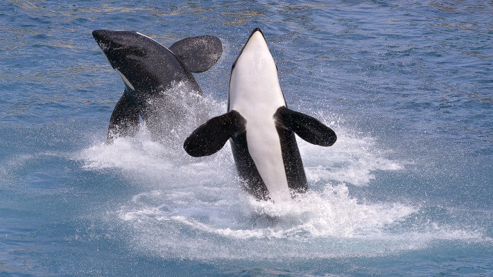 Orca - 2560x1440 Wallpaper - teahub.io