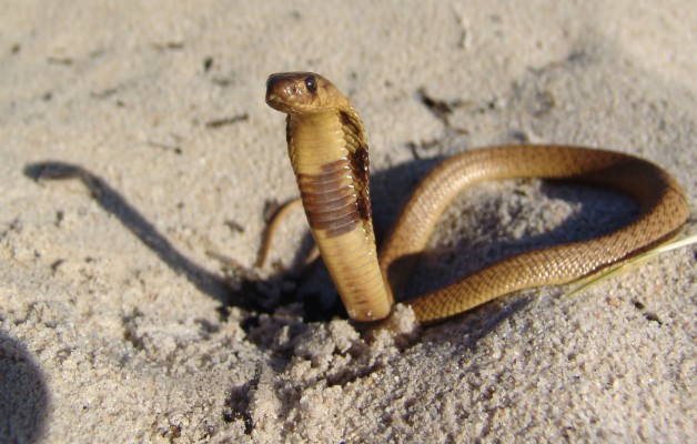 Mini Cobra Snake - 2760x1756 Wallpaper - teahub.io