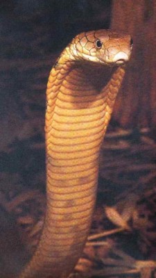 Serpent - 1920x1080 Wallpaper - teahub.io