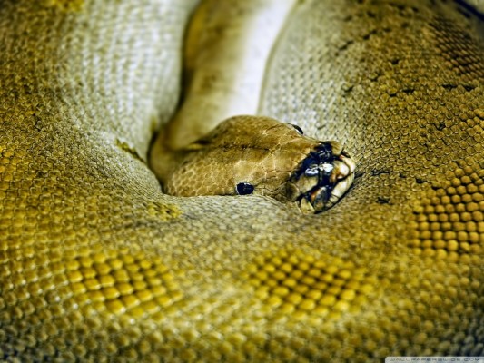 Burmese Python - 600x1024 Wallpaper - teahub.io