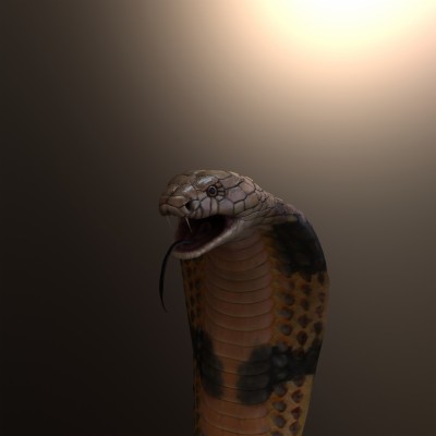 Serpent - 1920x1920 Wallpaper - teahub.io