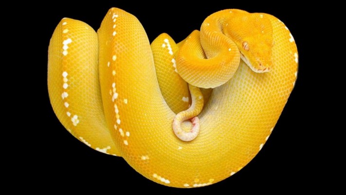 Layar Lebar Berkualitas Tinggi Margasatwa 3d Ular Wallpaper - Python ...