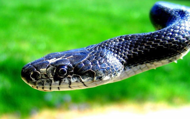 Snake Animated Gif Transparent - 1920x1200 Wallpaper - teahub.io