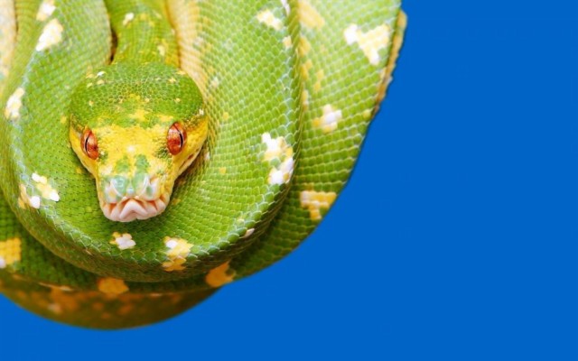 Download Yellow Python Snake - Teahub.io