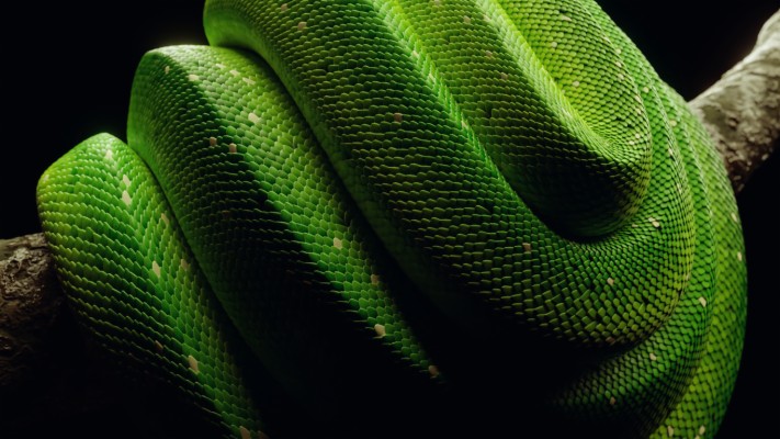 Python Family - 1366x768 Wallpaper - teahub.io