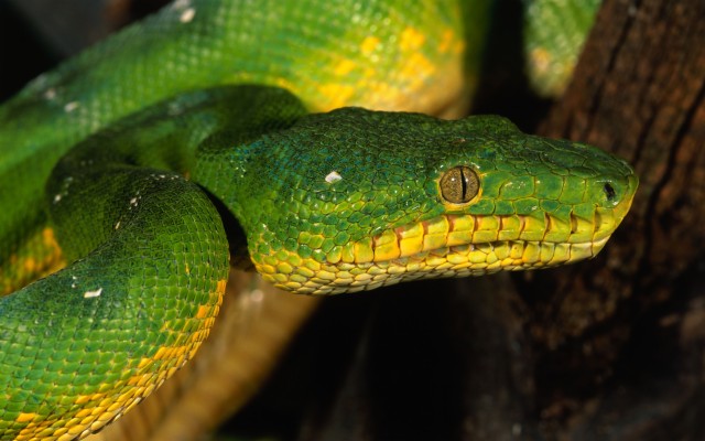 Green And Yellow Viper - 2560x1600 Wallpaper - teahub.io