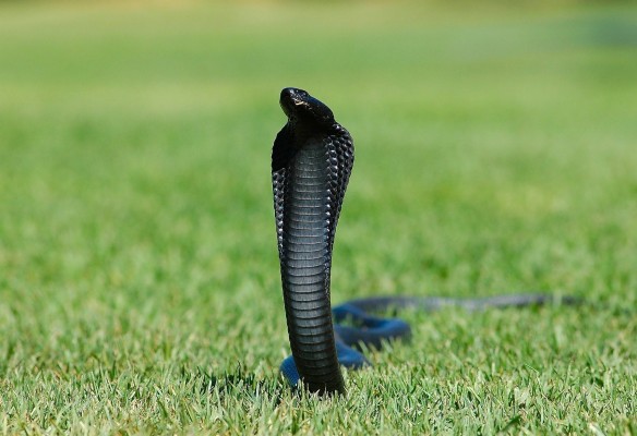 King Cobra Scary Snake - 1024x768 Wallpaper - teahub.io