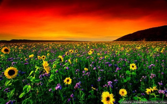 Sunflower Field Red Sunset - 1920x1200 Wallpaper - teahub.io