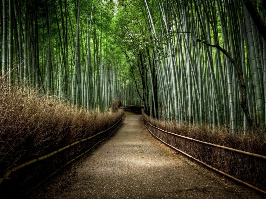 Bamboo Place In Japan - 1600x1200 Wallpaper - teahub.io