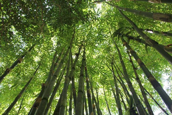 Bamboo Forest Hawaii Nature Green - Amazon Rainforest Bamboo Trees ...