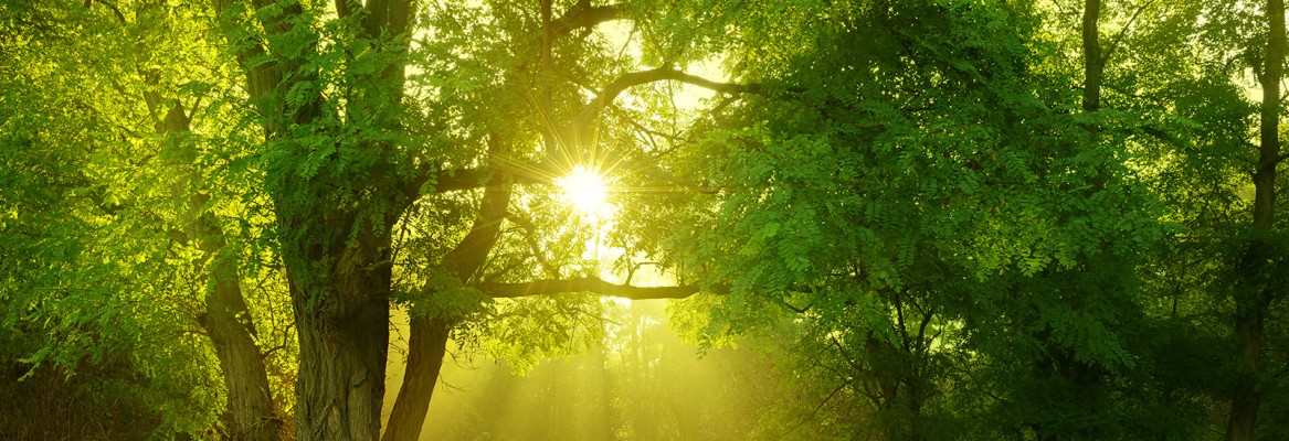 Shutterstock 3d Natural - 1600x548 Wallpaper - teahub.io