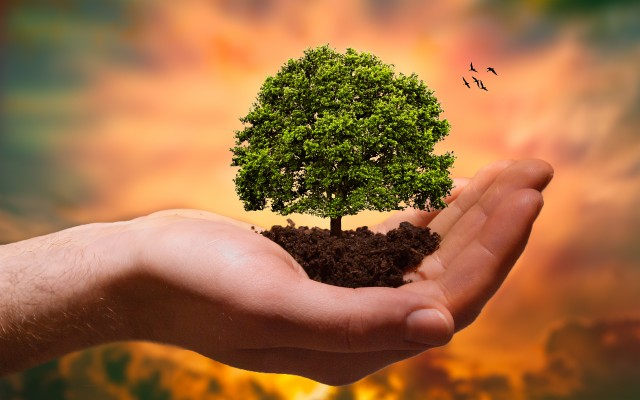 Tree Poster Wallpaper, Png, 2901x2449px, Tree, Blue, - Hands Holding A ...