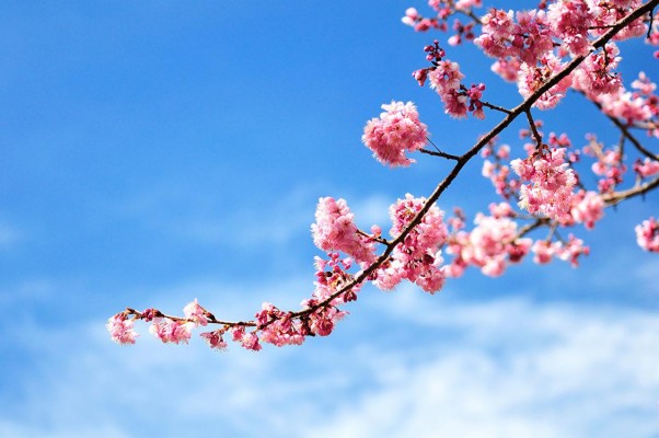 Sakura Blossom Wallpaper - Blue Sky With Trees High Resolution ...