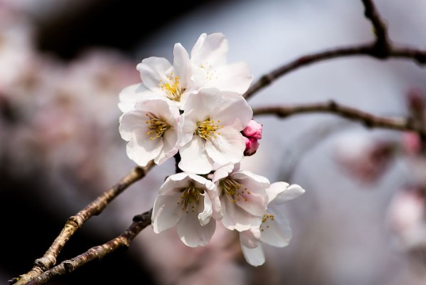 Sakura Cherry Blossom Flower - 810x608 Wallpaper - teahub.io