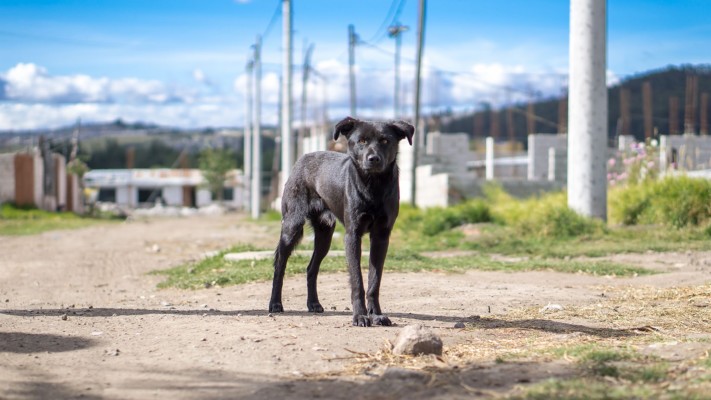Street Dog - 2560x1440 Wallpaper - teahub.io