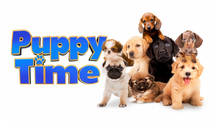 Puppy Time - 1920x1080 Wallpaper - teahub.io