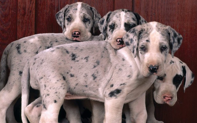 Great Dean Puppies Wallpaper - 1810x1402 Wallpaper - teahub.io