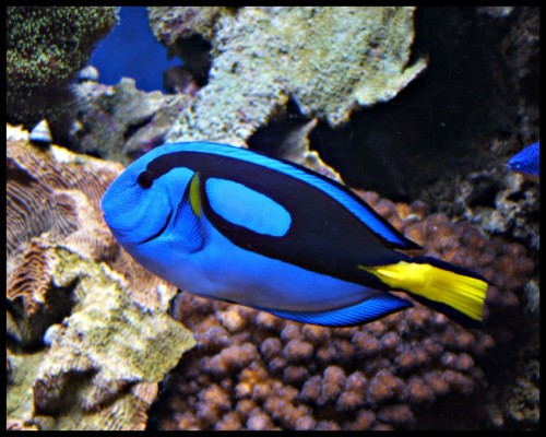 Blue Tang Fish School - 800x600 Wallpaper - teahub.io