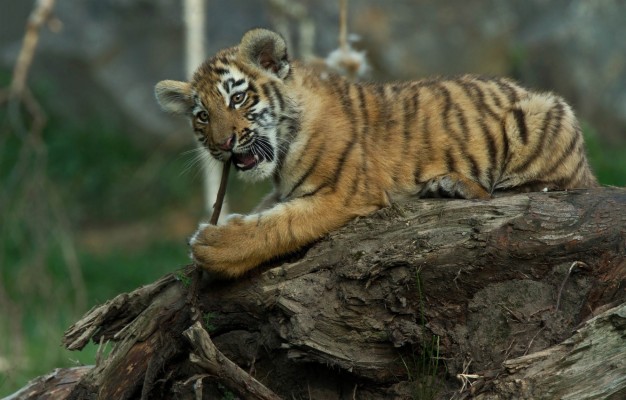 Photo Wallpaper Nature, Animal, Predator, Snag, Cub, - Siberian Tiger ...