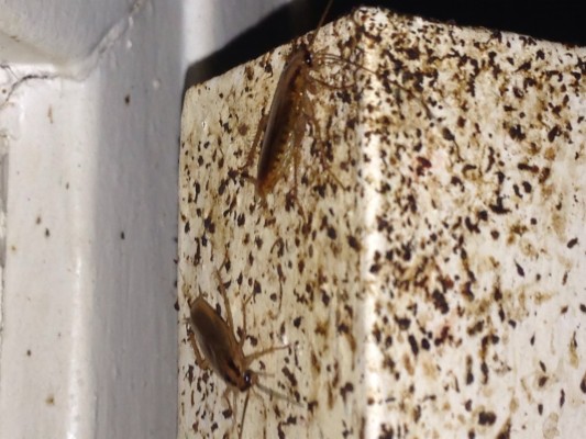 Cockroach Infested House - 2048x1536 Wallpaper - teahub.io