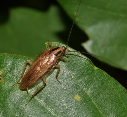 Types Of Cockroach In India - 4355x3998 Wallpaper - teahub.io