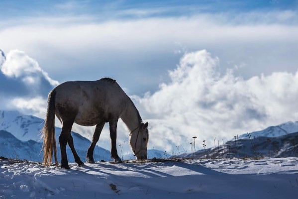 Cute Horse Winter Hd Wallpaper - Beautiful Cute Horse - 1920x1280 ...