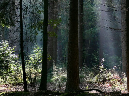 Facebook Cover Photos Hd Forest - 1920x1080 Wallpaper - teahub.io