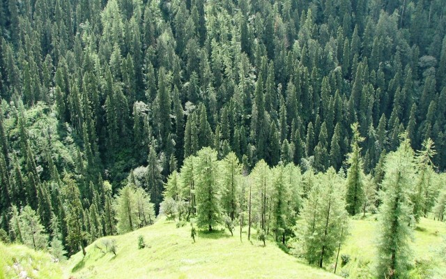 Big Tree - Big Tree Sherwood Forest - 1600x1200 Wallpaper - teahub.io