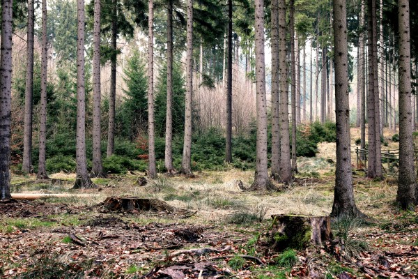 Free Commercial Use Forest - 4800x3200 Wallpaper - teahub.io