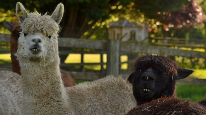 Alpacas Alpaka Background - 1920x1200 Wallpaper - teahub.io