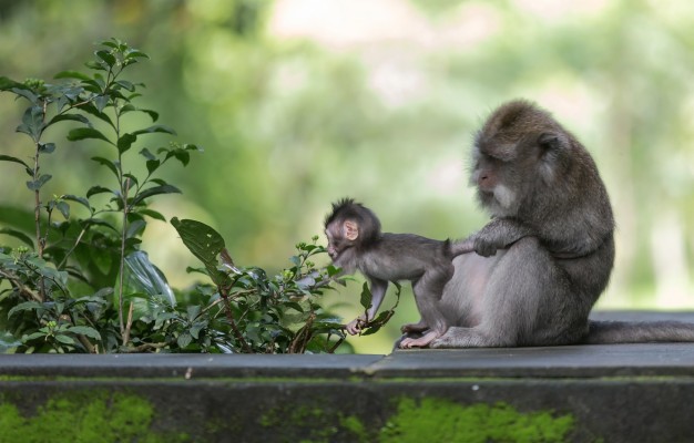 Monkey Mother And Baby - 2000x1125 Wallpaper - teahub.io