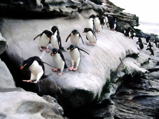Capt - Rockhopper - Penguin In A Boat - 1280x1024 Wallpaper - teahub.io